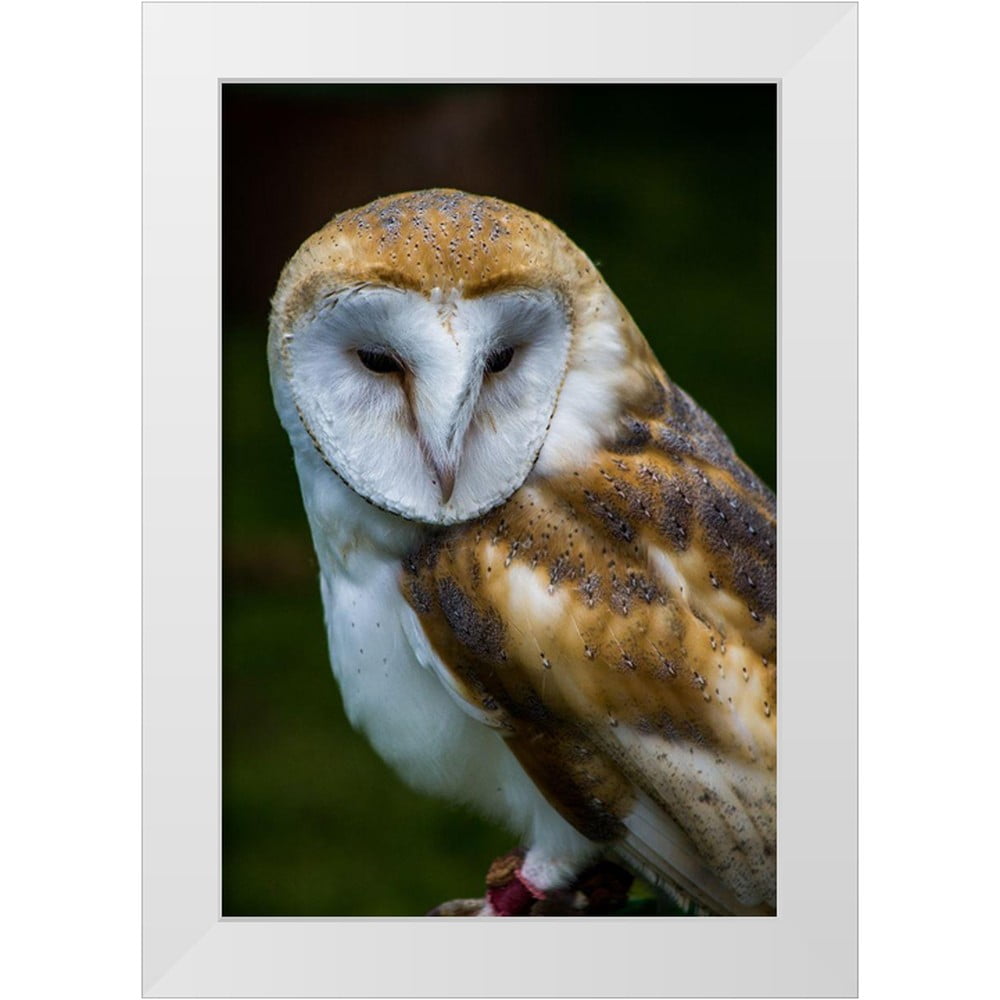 Bozzard, Edward 17x24 White Modern Wood Framed Museum Art Print Titled ...