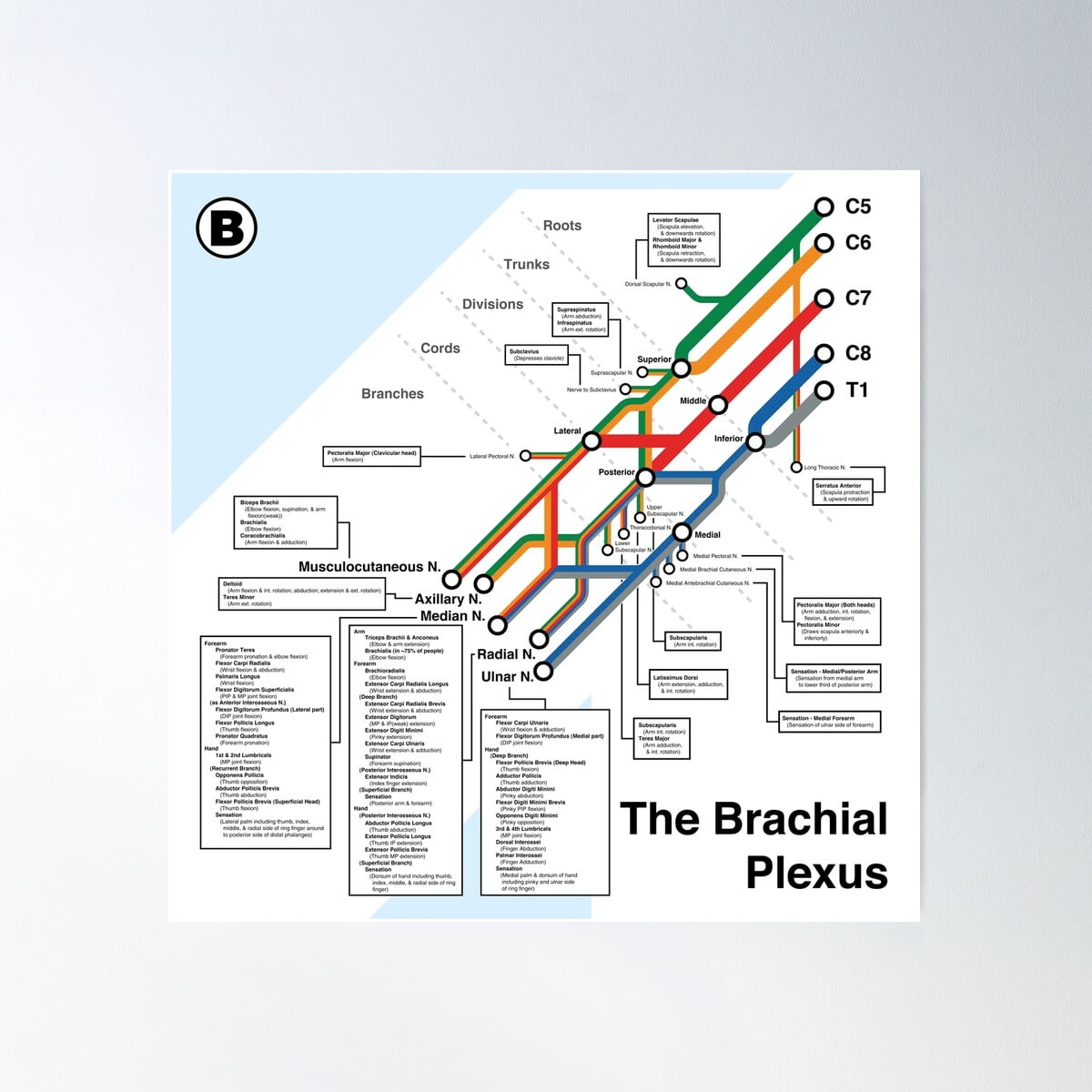 Brachial Plexus Map - Labeled Poster Wall Art, Modern Wall Decor For ...