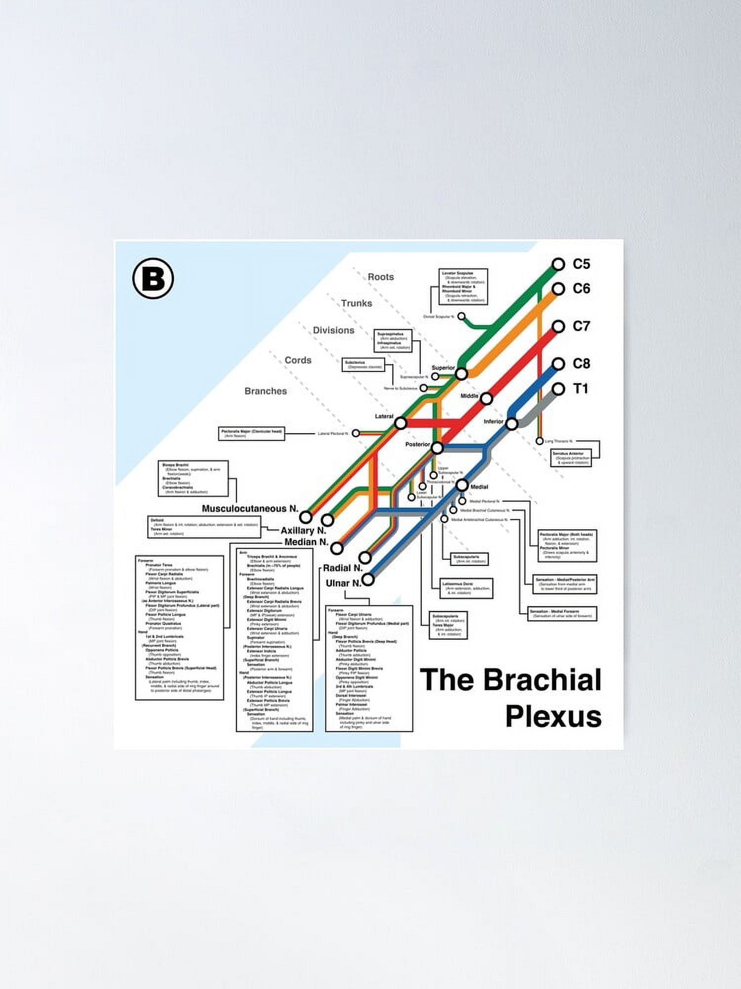 Brachial Plexus Map - Labeled Poster - Walmart.com