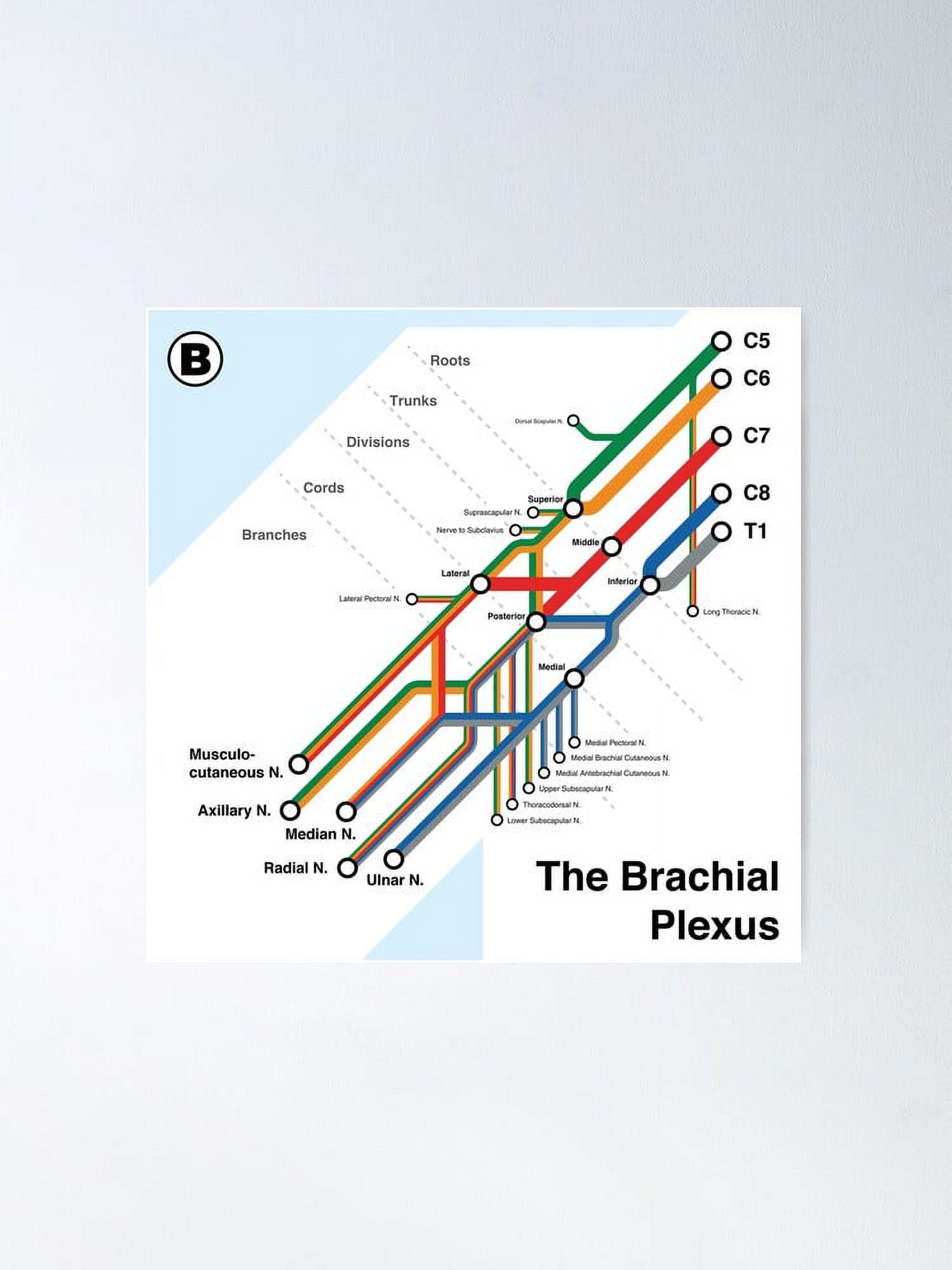 Brachial Plexus Map Poster - Walmart.com