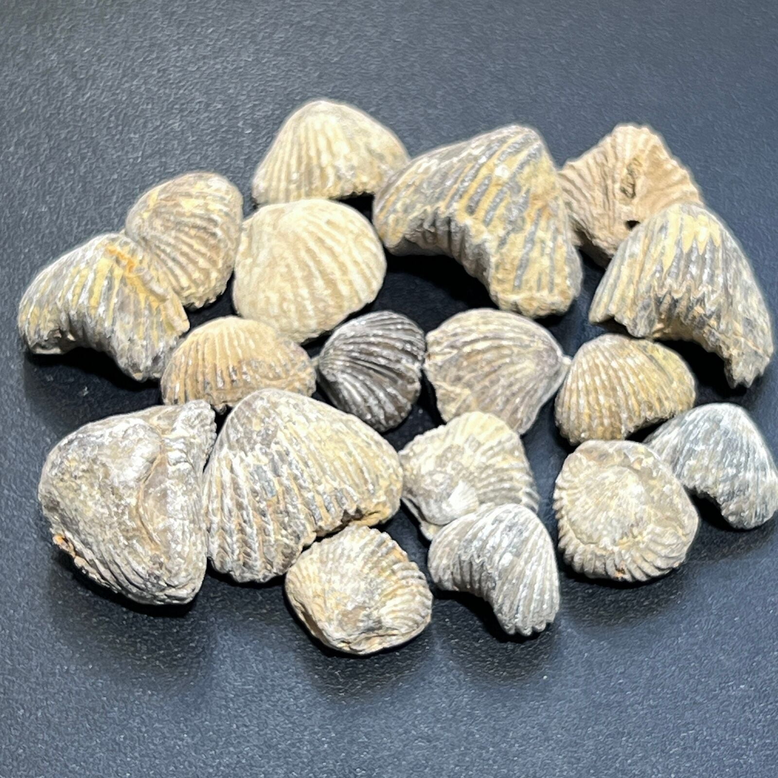 Brachiopod Shell Fossils Collection Bulk Wholesale Lot Fossil From ...