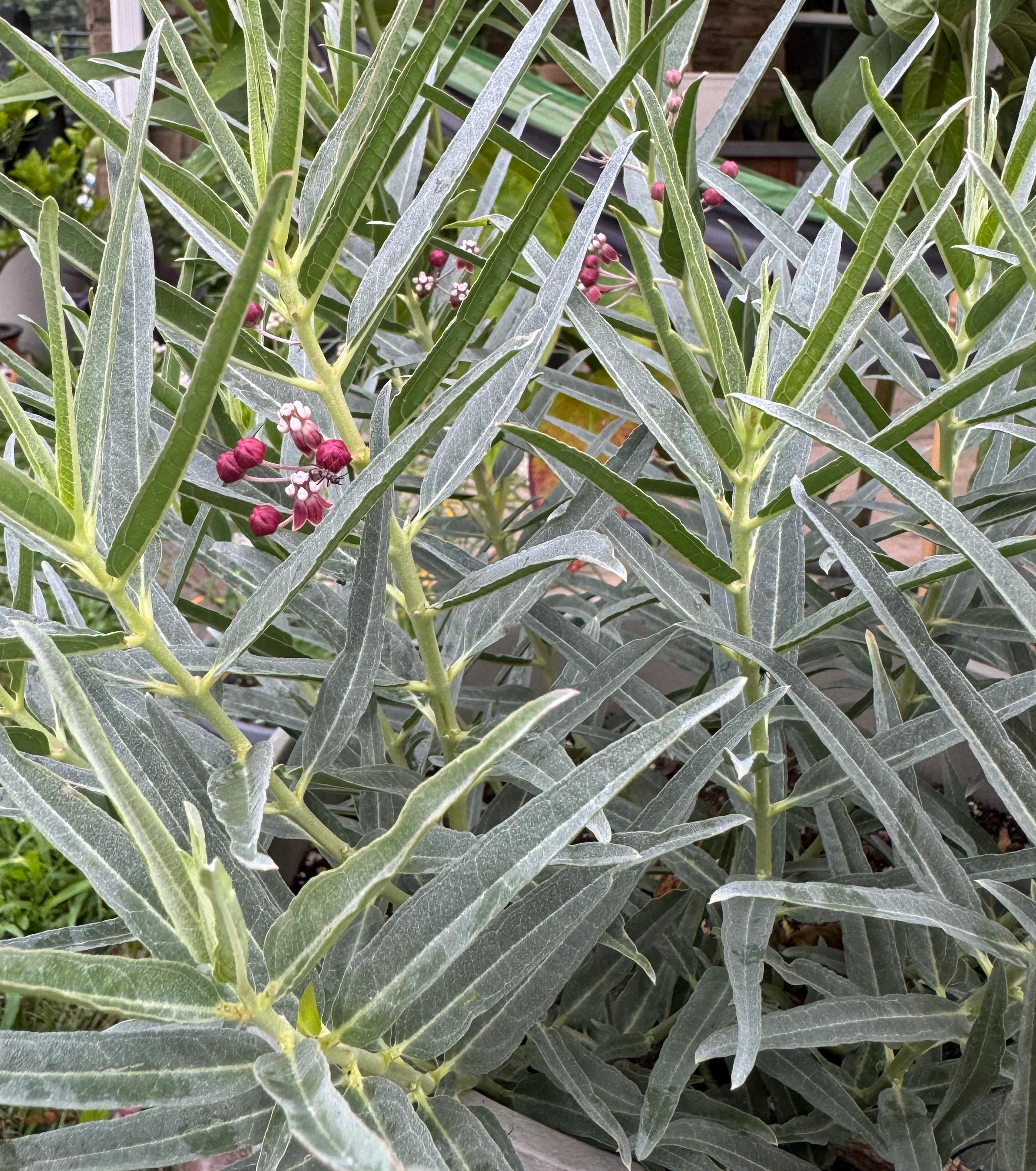 Bract Milkweed Butterfly Asclepias brachystephana Premium Seed Packet ...