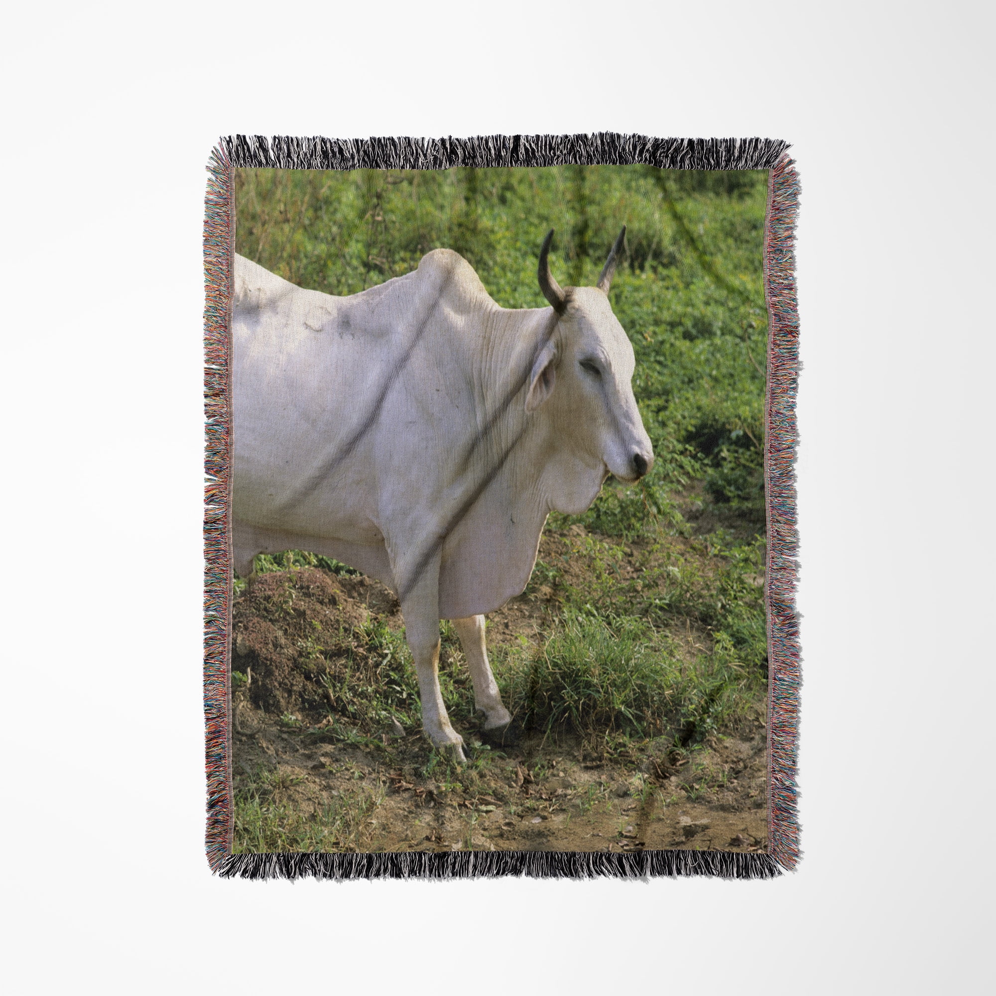 Brahma Bull Cow, Cattle - Na02 Dfr0037 - David R. Frazier, Woven ...