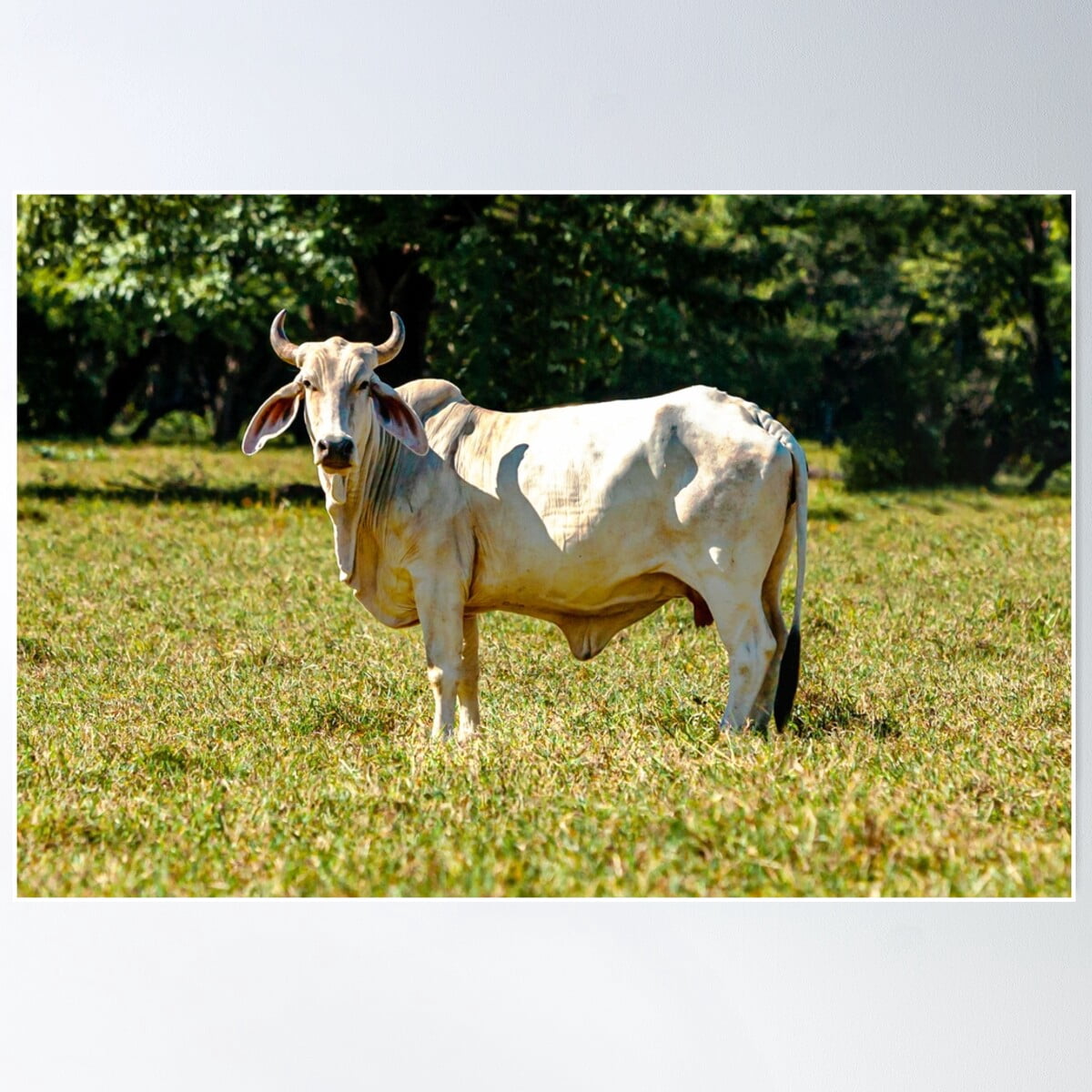 Brahma Bull Outstanding In His Field Poster Wall Art, Modern Wall Decor ...
