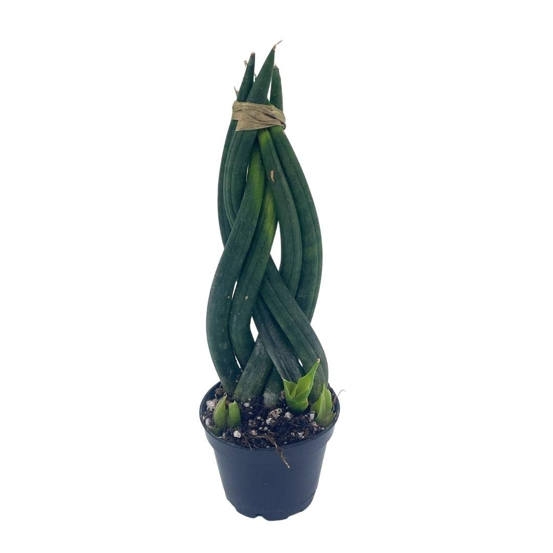 Braided African Spear Plant, Cylindrical Snake Plant, Spear sansevieria ...