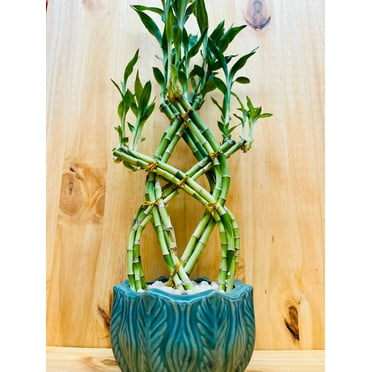 Real Potted Indoor Small House Plant - Live Lucky Bamboo Two Tier ...