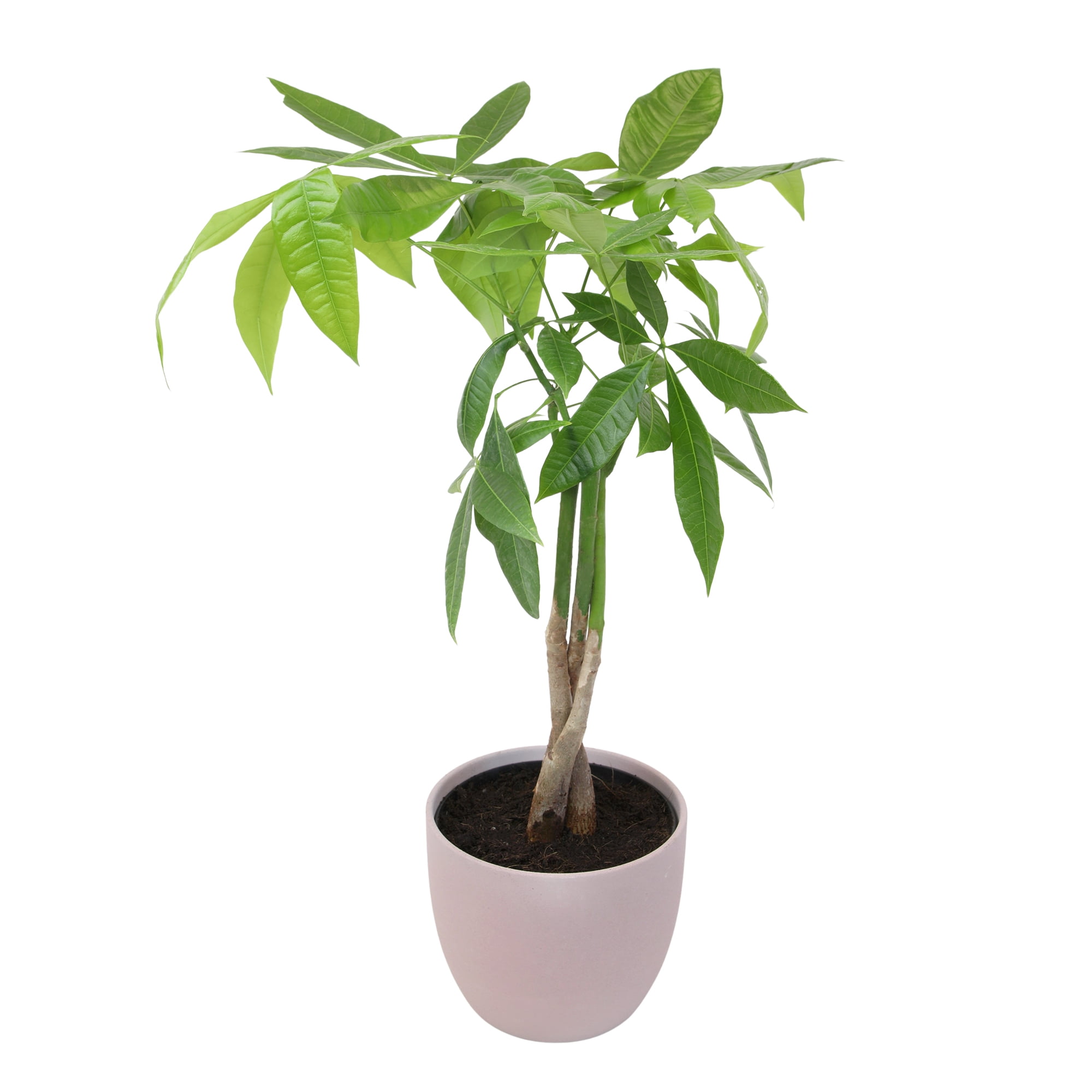 Braided Money Tree | Pet-Safe Houseplant | 6in Decor Pot; Indirect ...