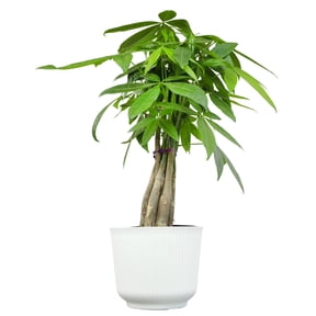 Money Tree Plants in Indoor Plants - Walmart.com