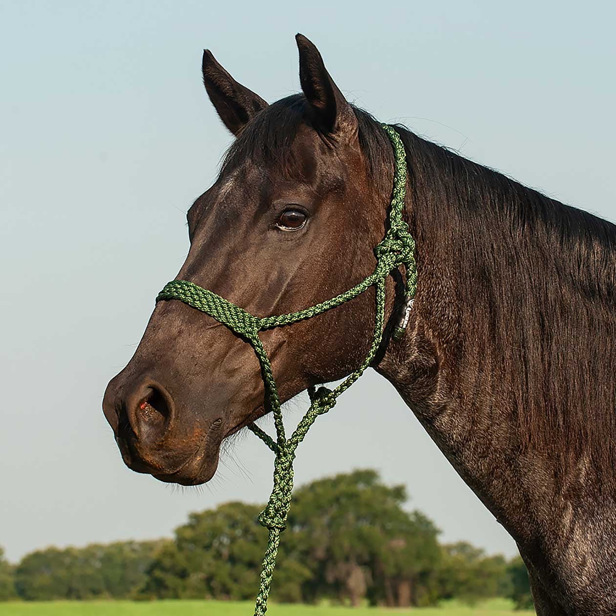 Braided Mule Tape Halter w/ 9' Lead, Full Color: Green - Walmart.com