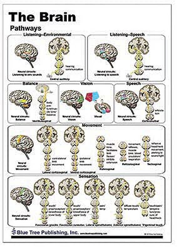 Brain Anatomical Chart - Walmart.com