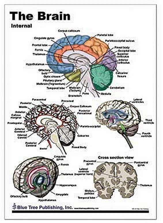 Brain Anatomical Chart - Walmart.com