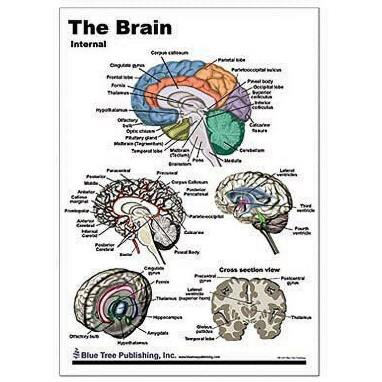 Anatomy Of The Brain Anatomical Chart Anatomy Models And Anatomical