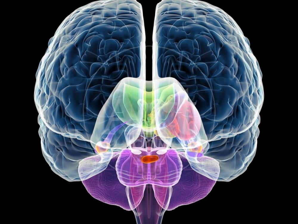 Brain Anatomy, Artwork, Figurative Unframed Photographic Print Wall Art ...