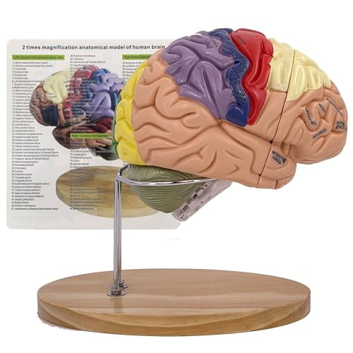 Brain Anatomy Model, 2 Times Enlargement Human Brain Model with 131 ...