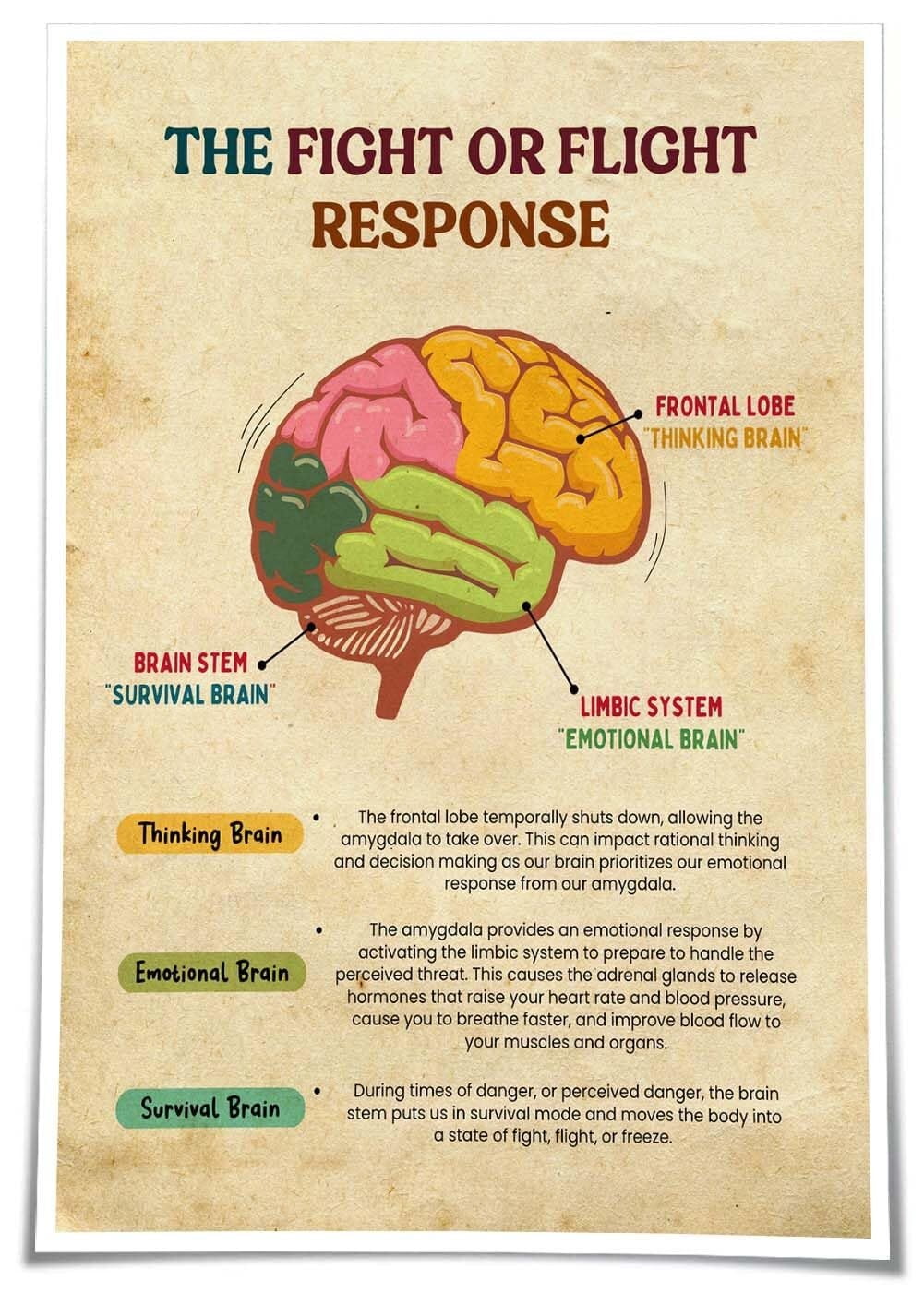 Brain Anatomy Wall Art Trauma Therapy The Fight or Flight Response ...