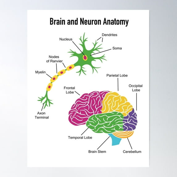 Brain And Neuron Anatomy Poster Wall Art, Modern Wall Decor For Living ...