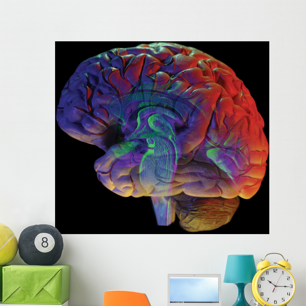 Brain Black Wall Mural by Wallmonkeys Peel and Stick Graphic (48 in W x ...