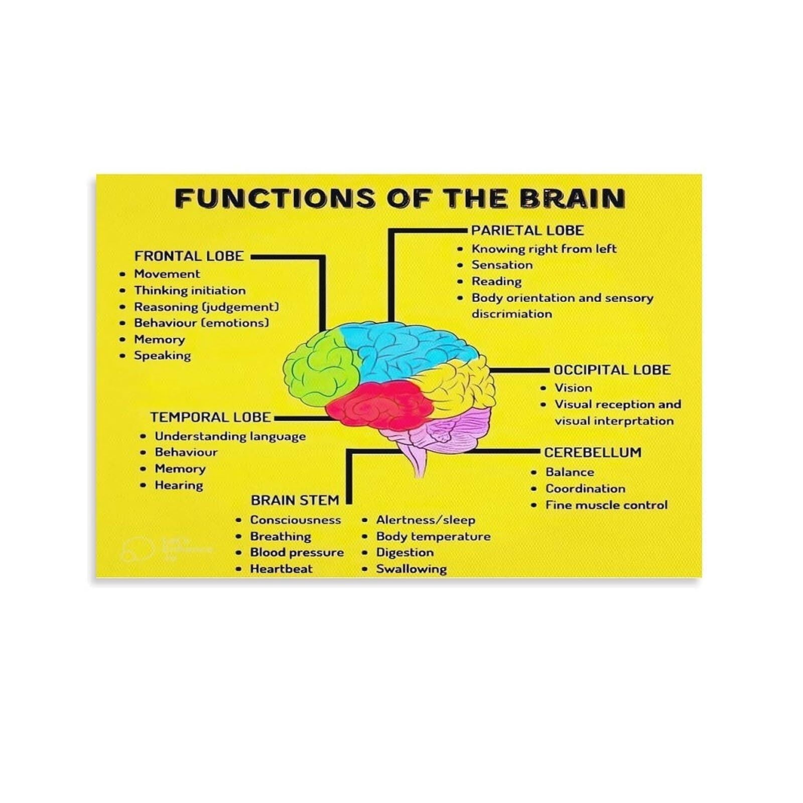 Brain Function Canvas Wall-Art Posters For Room Aesthetic And Decor For ...