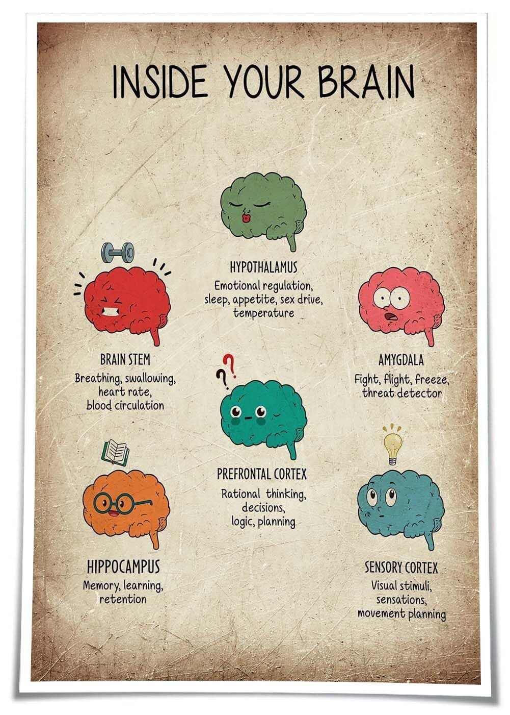 Brain Functions Poster Inside Your Brain Wall Art Therapy Emotions ...