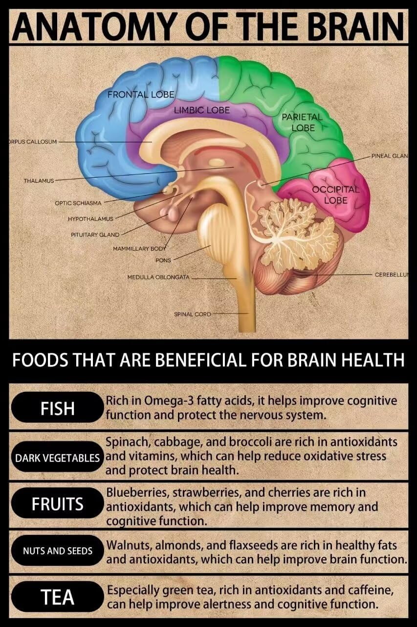 Brain Knowledge Metal Tin Sign Anatomy Of The Brain Funny Poster ...