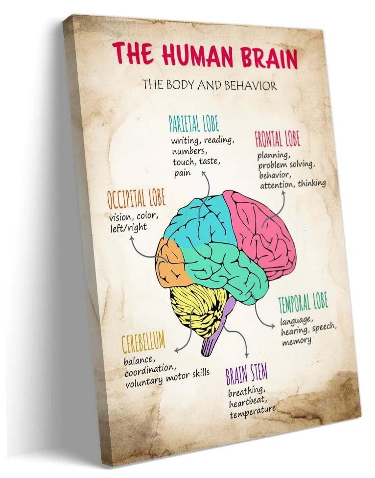 Brain Lobes Functions Therapy Wall Art The Human Brain Posters Art Deco ...