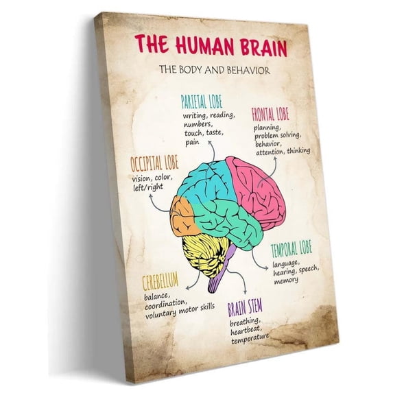 Brain Lobes Functions Therapy Wall Art The Human Brain Posters Art Deco ...