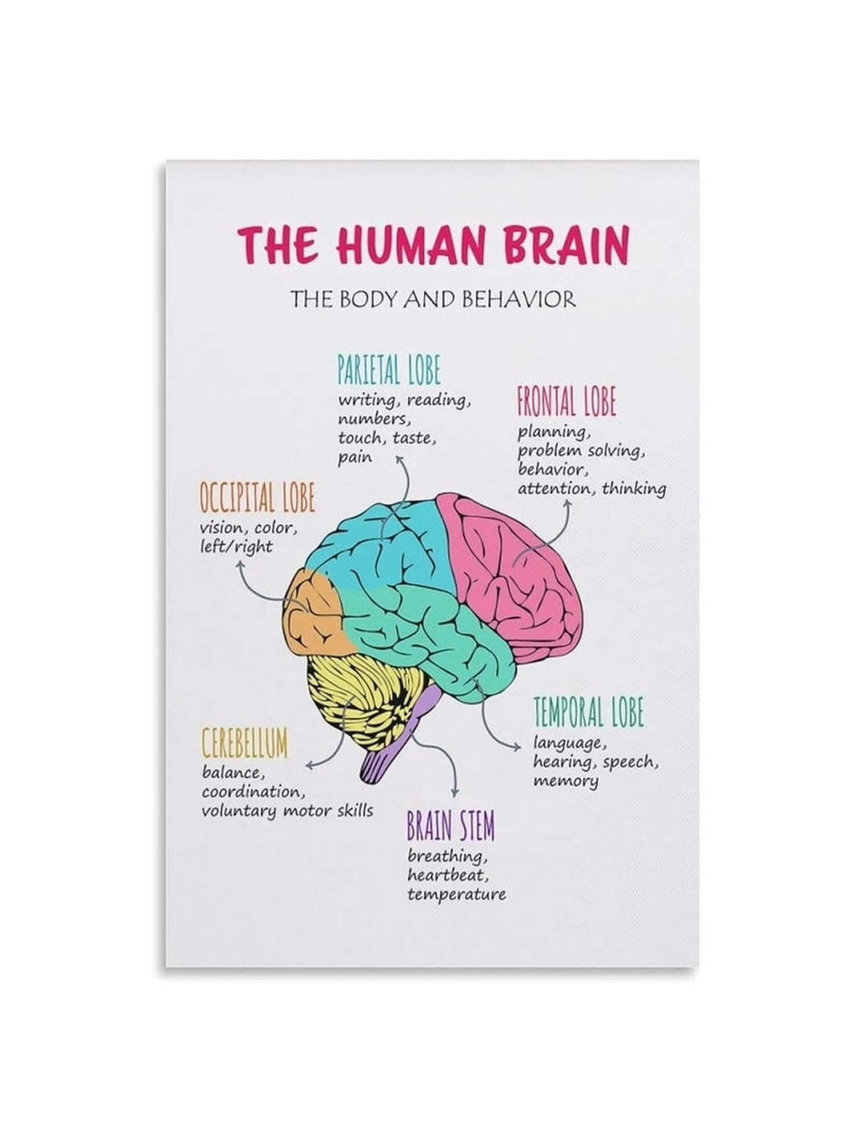 Brain Lobes and Functions Anatomy Educational Poster Psychology Chart ...