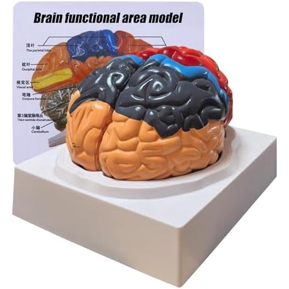 Brain Model Functional Partitioning 1:1 Human Brain Anatomical Model ...