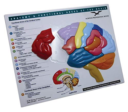 Brain Model Puzzle: Anatomy Functional Areas of the Brain - Walmart.com