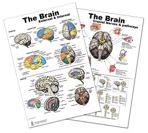 Brain Posters Pack, Cranial Nerves & Pathways, External & Internal ...