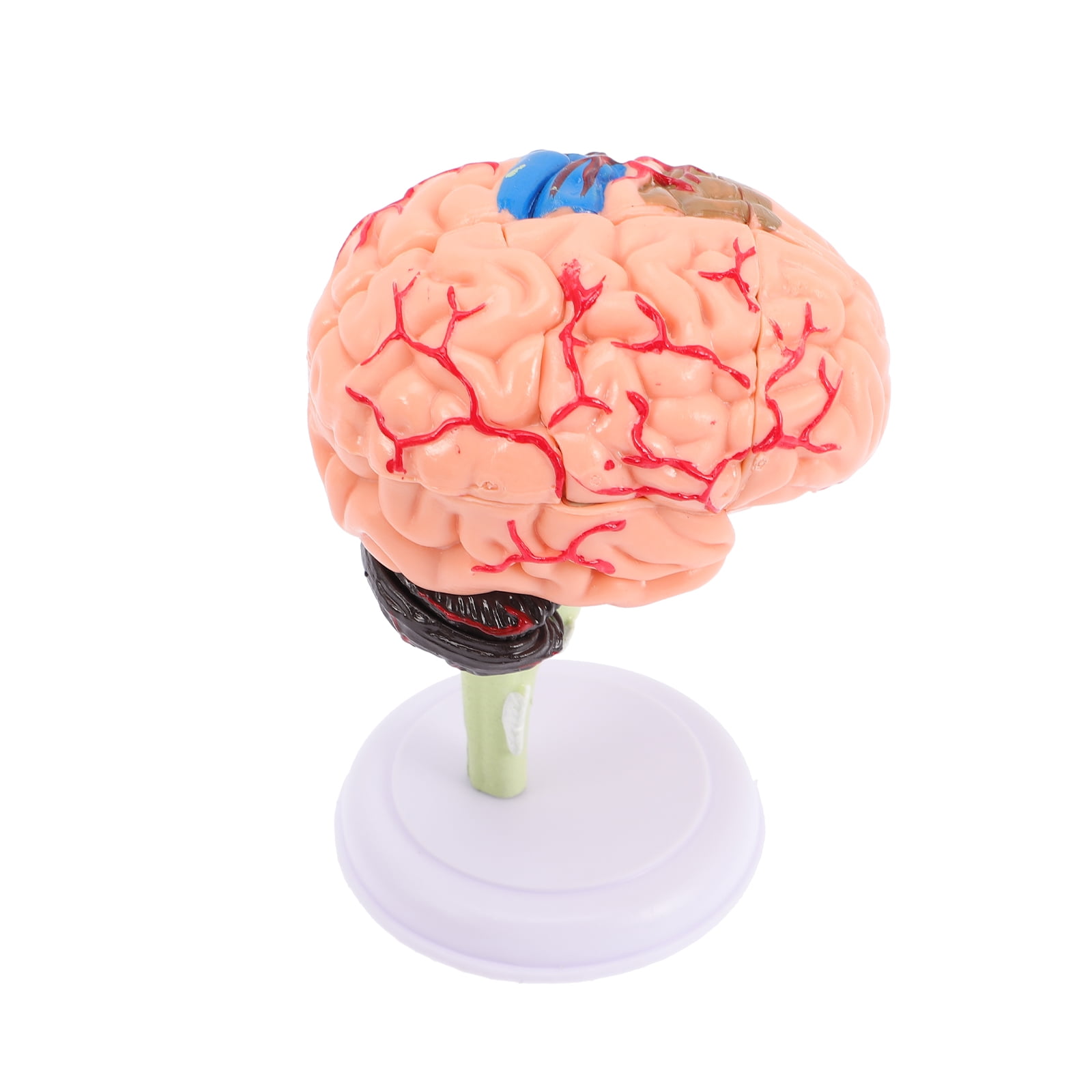 Worgeous PVC Brain Model for Home Use Assorted Color Toy 14.5cm ...