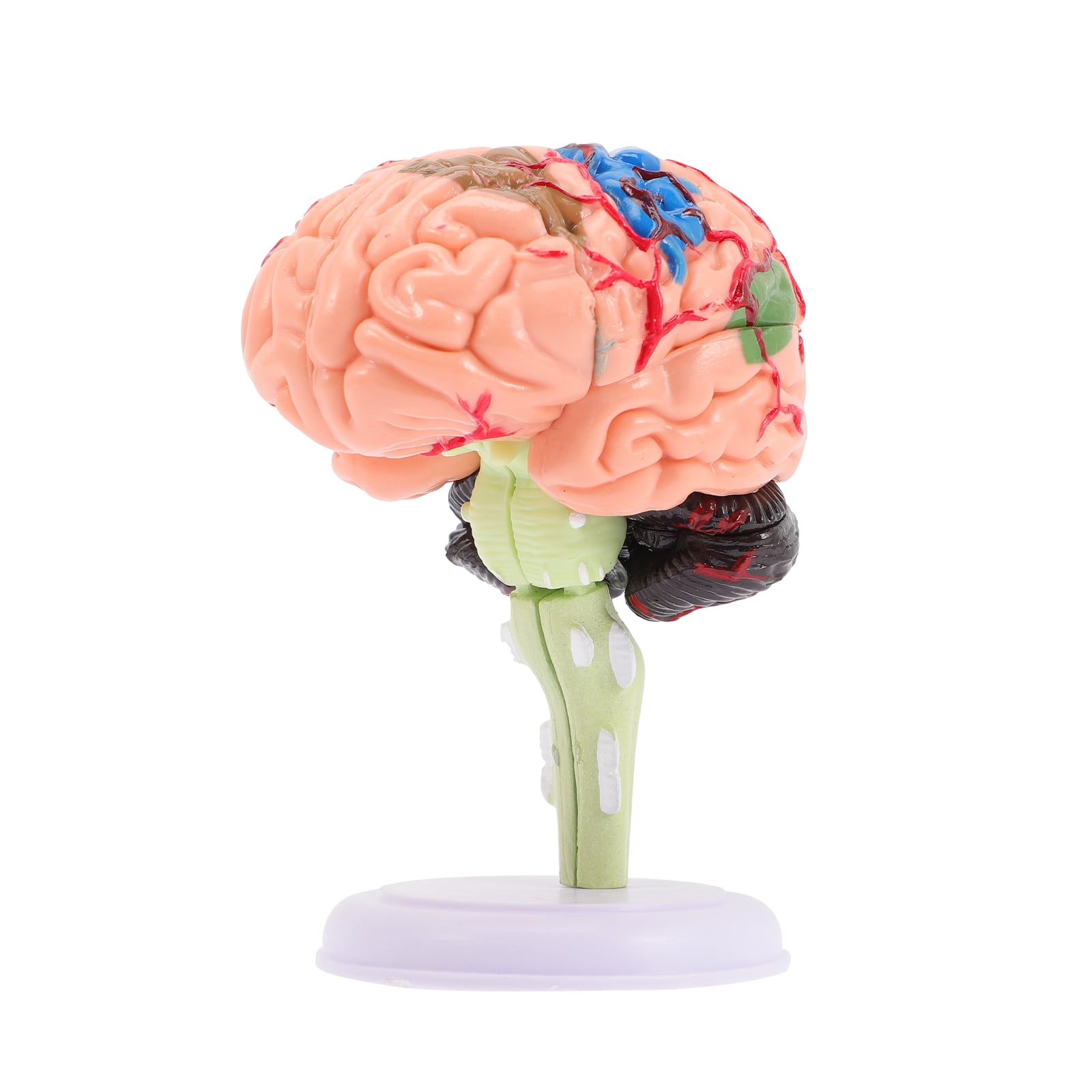Brain Structure Model Anatomy for Kids Classroom Study Display Models ...