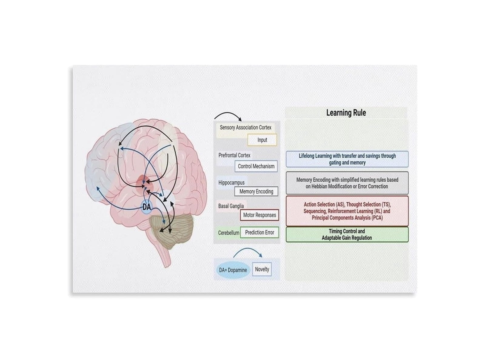 Brain Study Neural Science Educational Poster Classroom Research ...