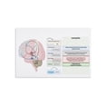 Brain Study Neural Science Educational Poster Classroom Research ...