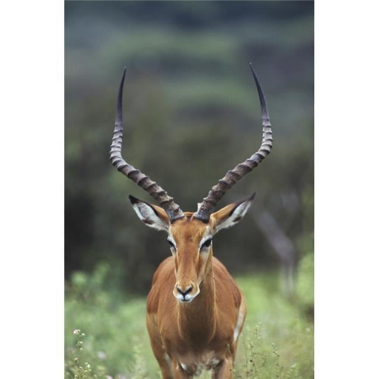 BrainBoosters David Ponton Impala Aepyceros Melampus Buck 24" x 38 ...