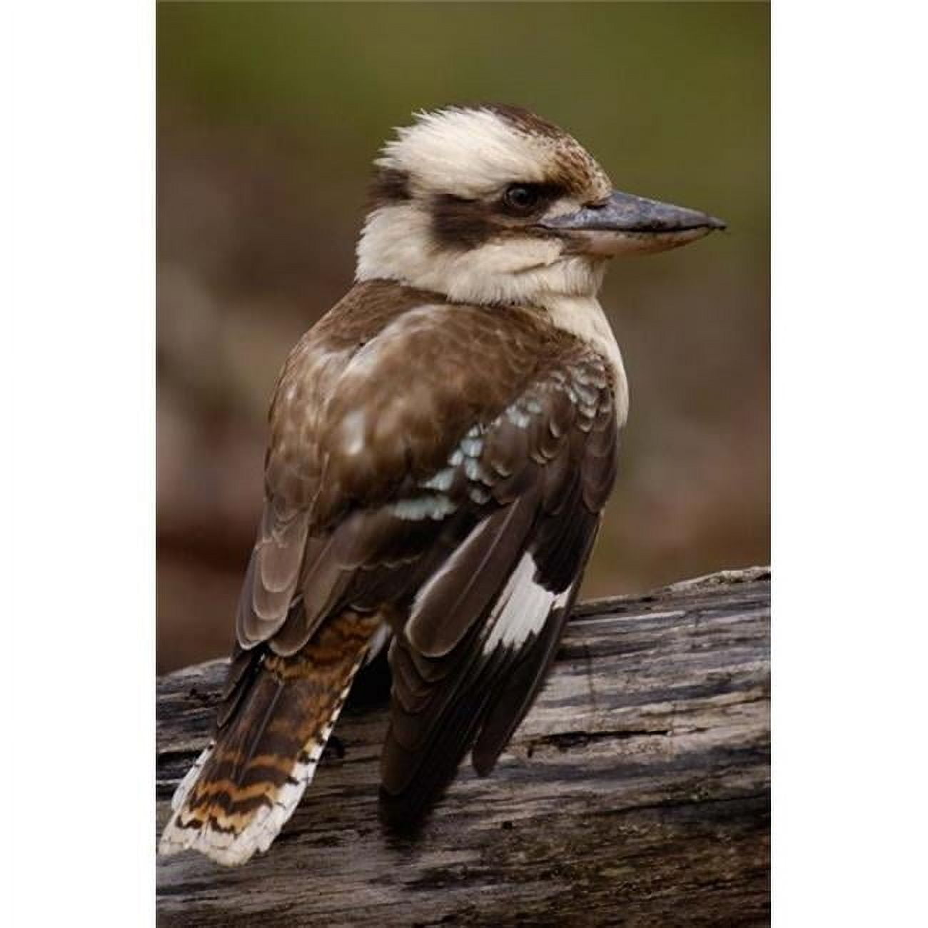 BrainBoosters Pete Oxford Laughing Kookaburra Bird Stradbroke Island Australia 19" x 29" Poster ...