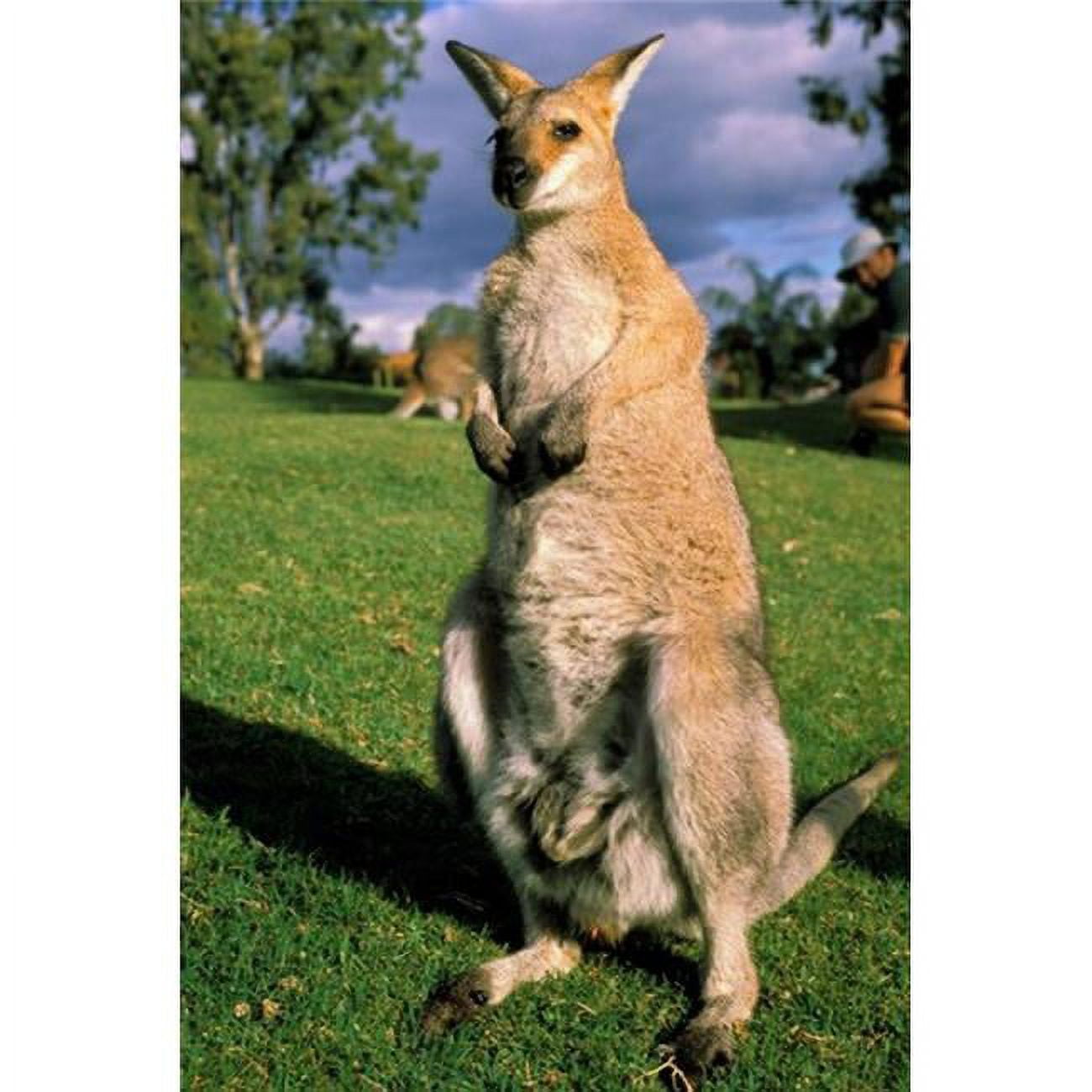 BrainBoosters Peter Skinner Kangaroo Queensland 18" x 27" Art Print - Walmart.com