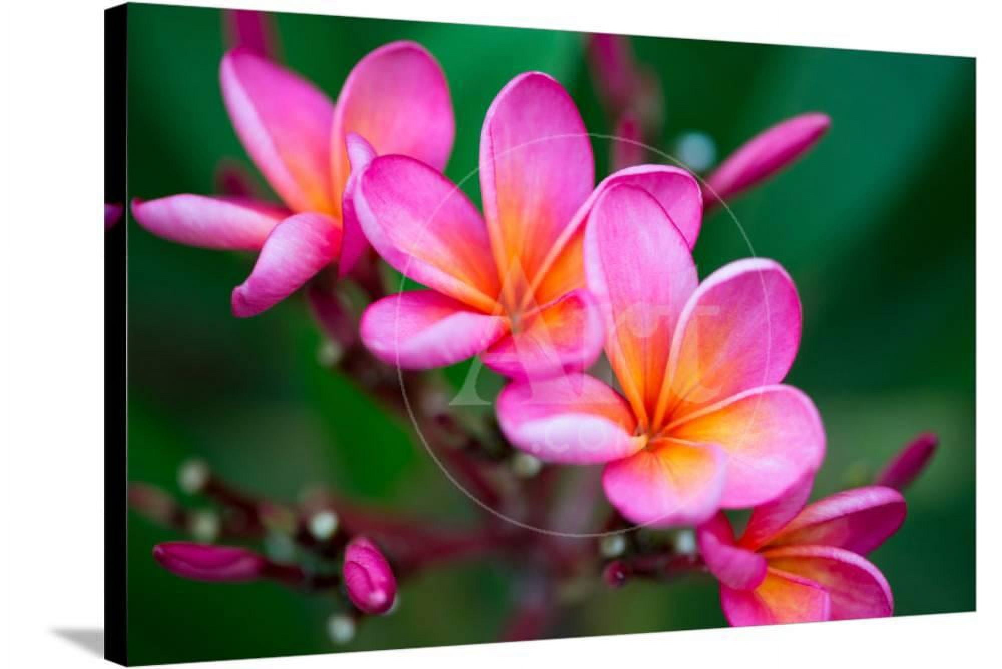 Branch of Tropical Pink Flowers Frangipani Plumeria on Dark Green Leaves Background, Botanical ...