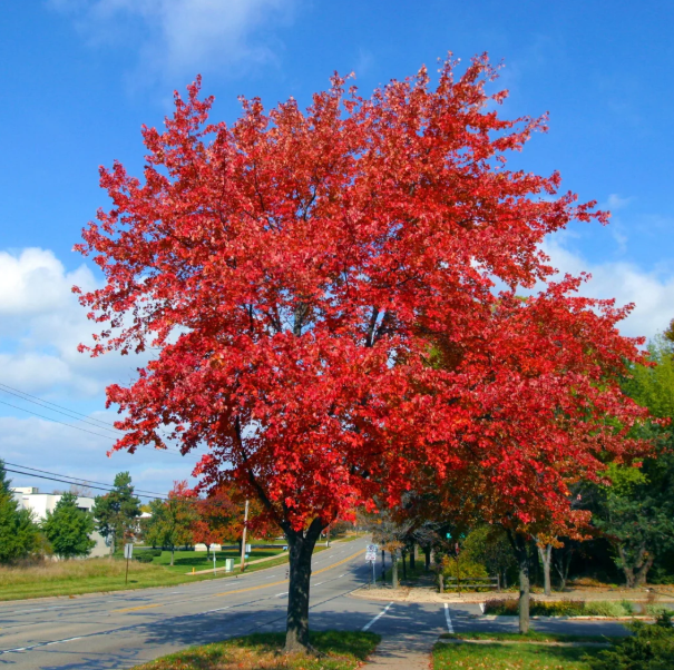 Brandywine Maple Trees Live for Planting, Acer Rubrum Brandywine Trees ...
