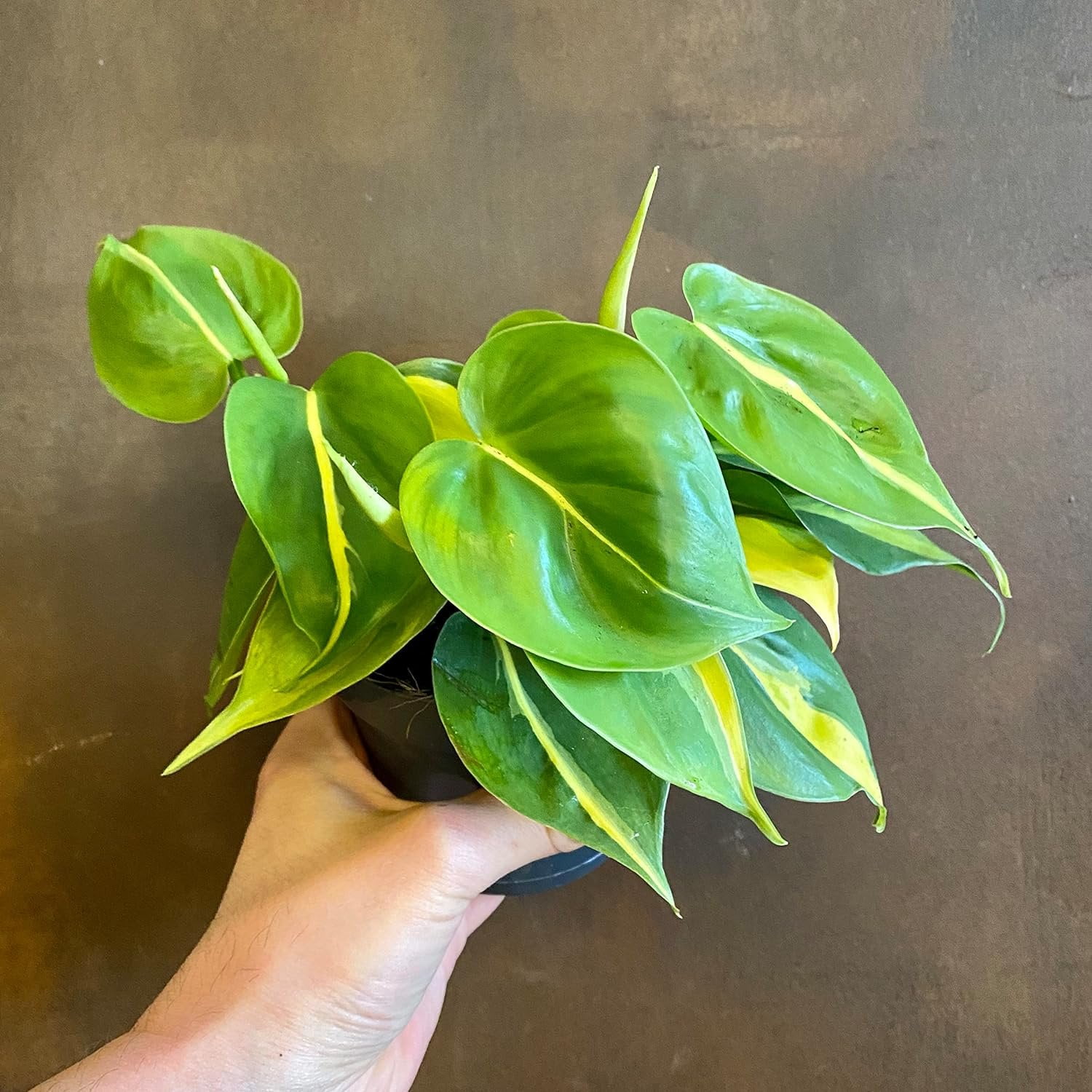Brasil Philodendron - Live Plant in a 4 Inch Pot - Philodendron ...