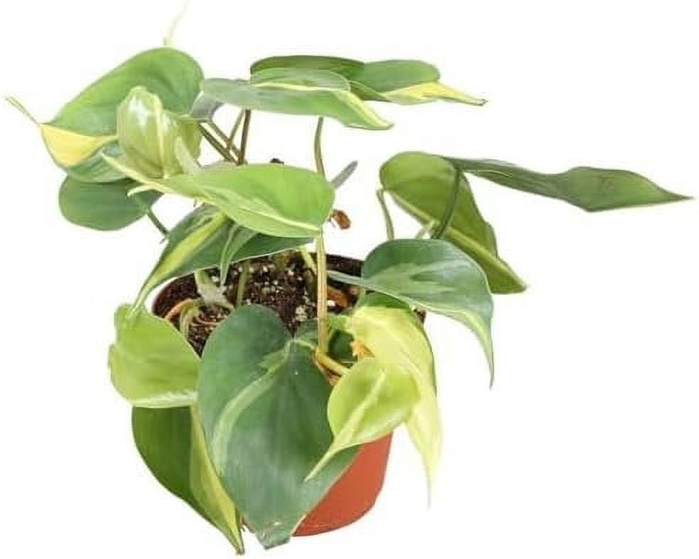 Brasil Philodendron - Live Plant in a 6 Inch Pot - Rare and Elegant ...