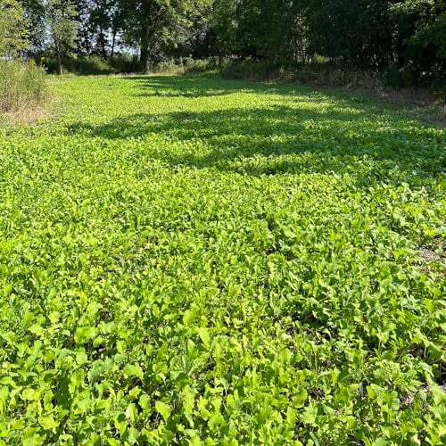 Brassica Overload, Food Plot Seed, 6 lb Bag (1 Acre) 5 Species Mix of ...