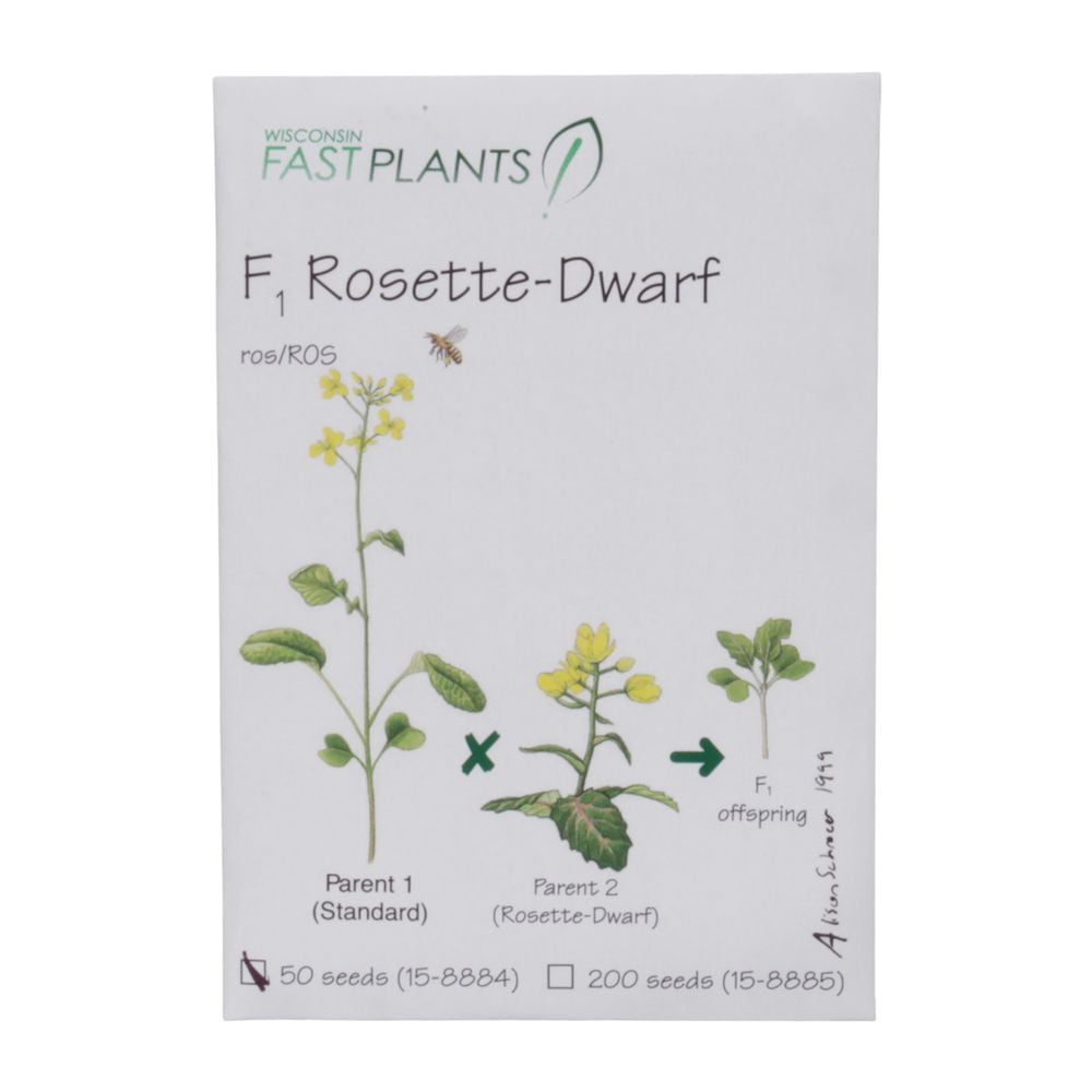 Brassica Rapa (Wisconsin Fast Plants), F1 Rosette-Dwarf, Pack 50 ...