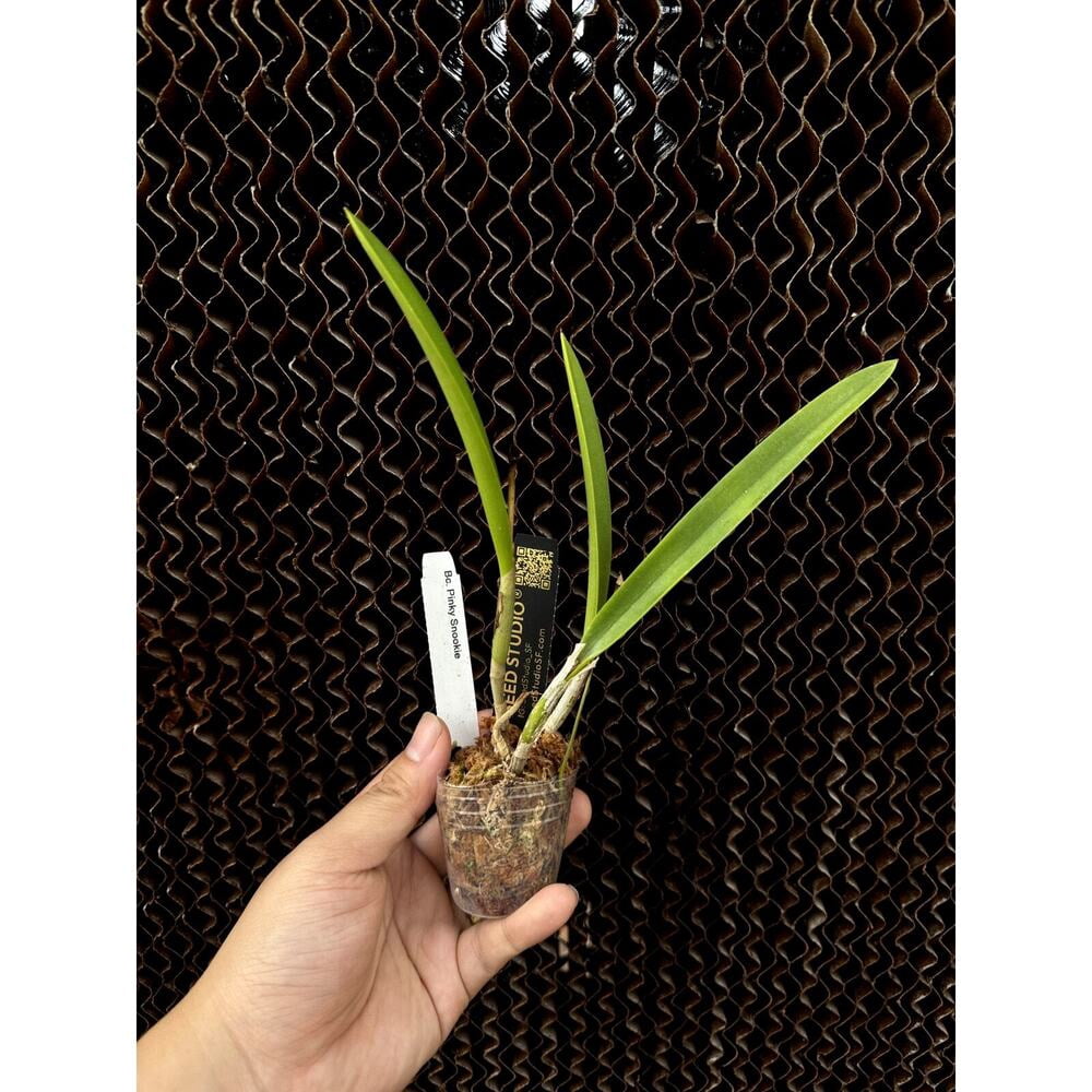 Brassocattleya "Pinky Snookie" orchid blooming size - Walmart.com
