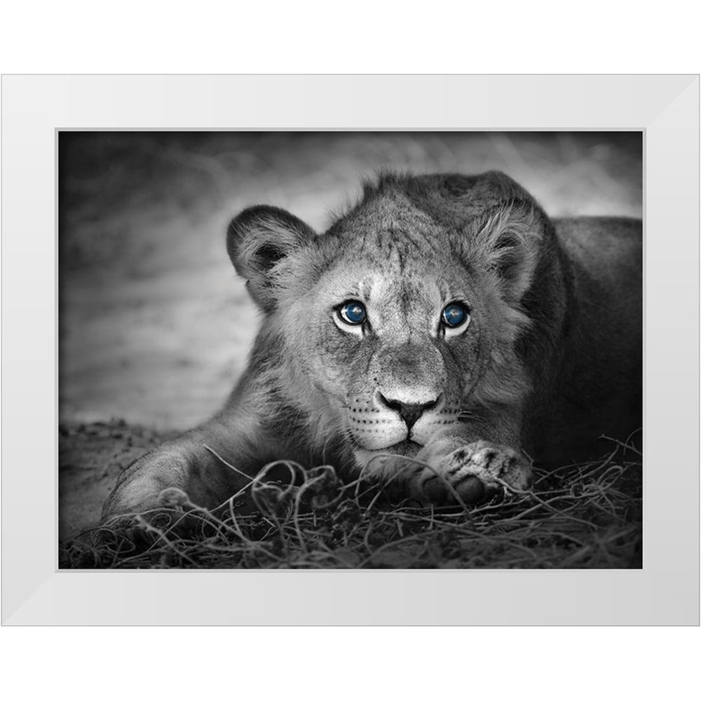 Braun Studio 14x12 White Modern Wood Framed Museum Art Print Titled ...