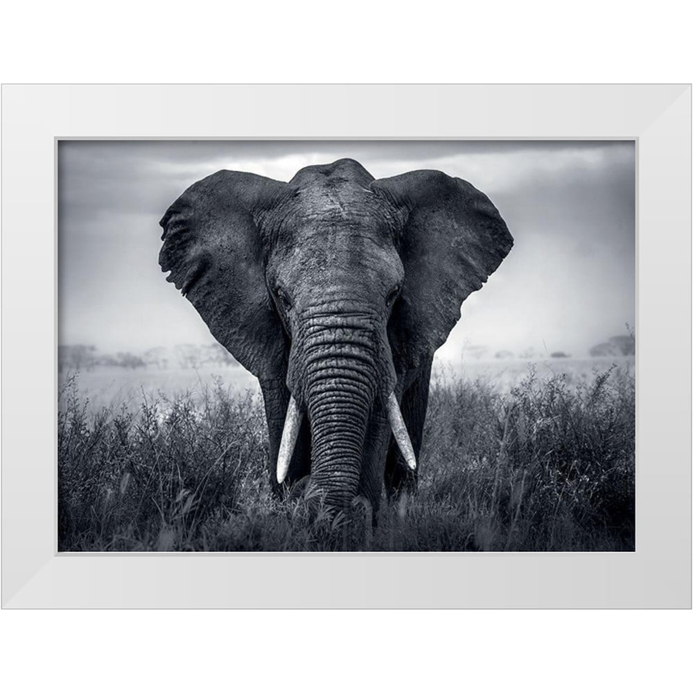 Braun Studio 18x14 White Modern Wood Framed Museum Art Print Titled - Eléphant - Walmart.com