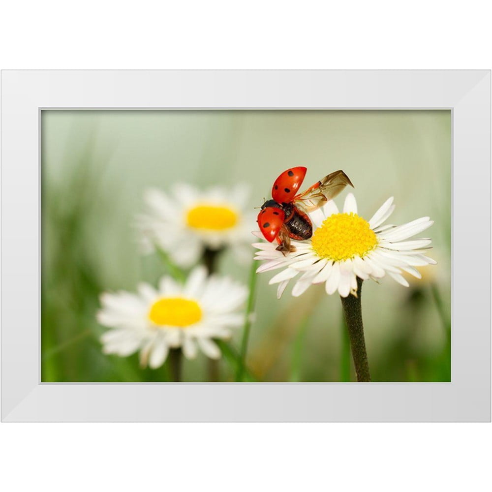 Bravin, Fabien 24x17 White Modern Wood Framed Museum Art Print Titled ...