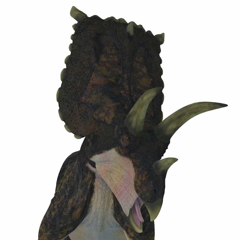 Bravoceratops dinosaur head. Poster Print by Corey Ford/Stocktrek ...