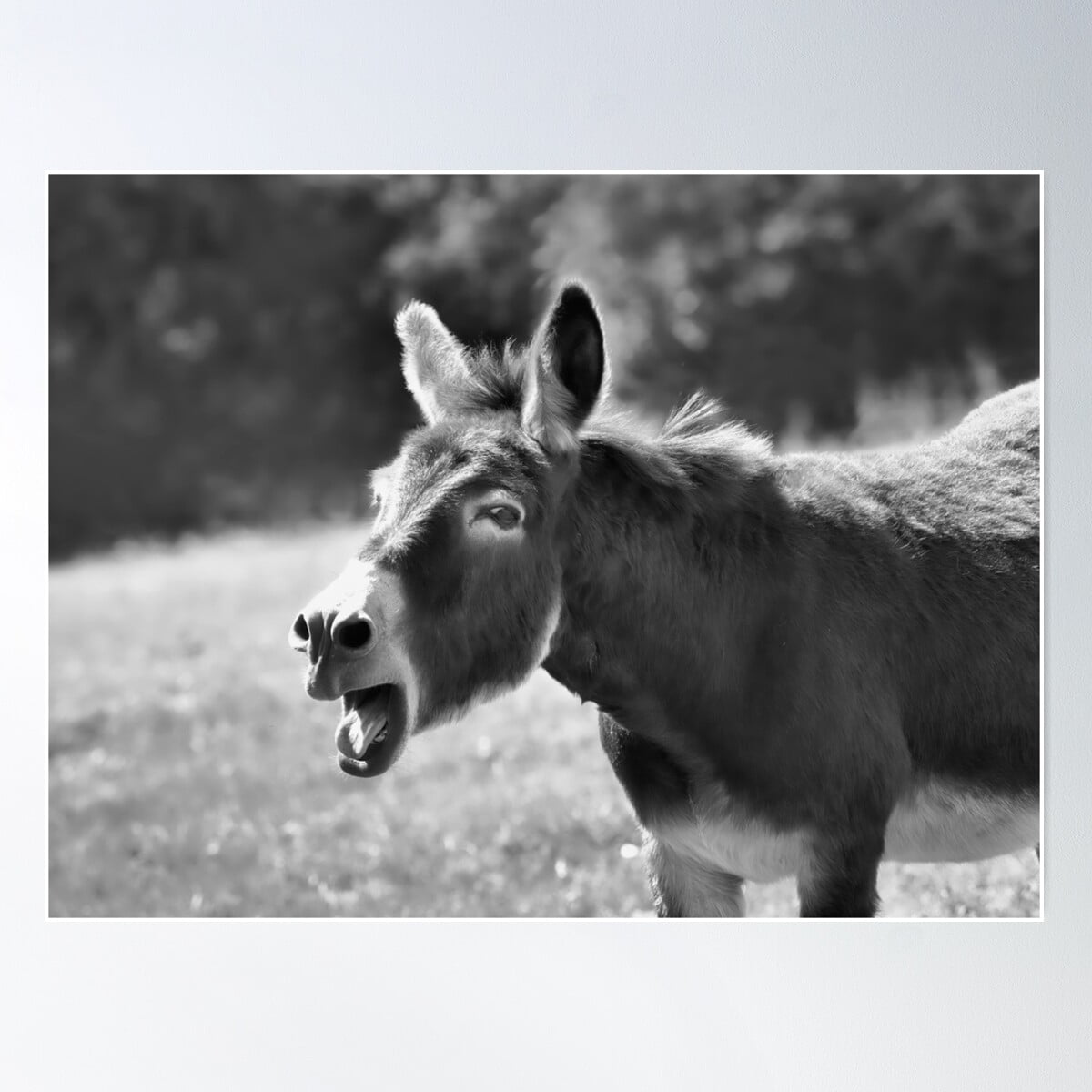 Braying Donkey In Monochrome Poster Wall Art, Modern Wall Decor For ...