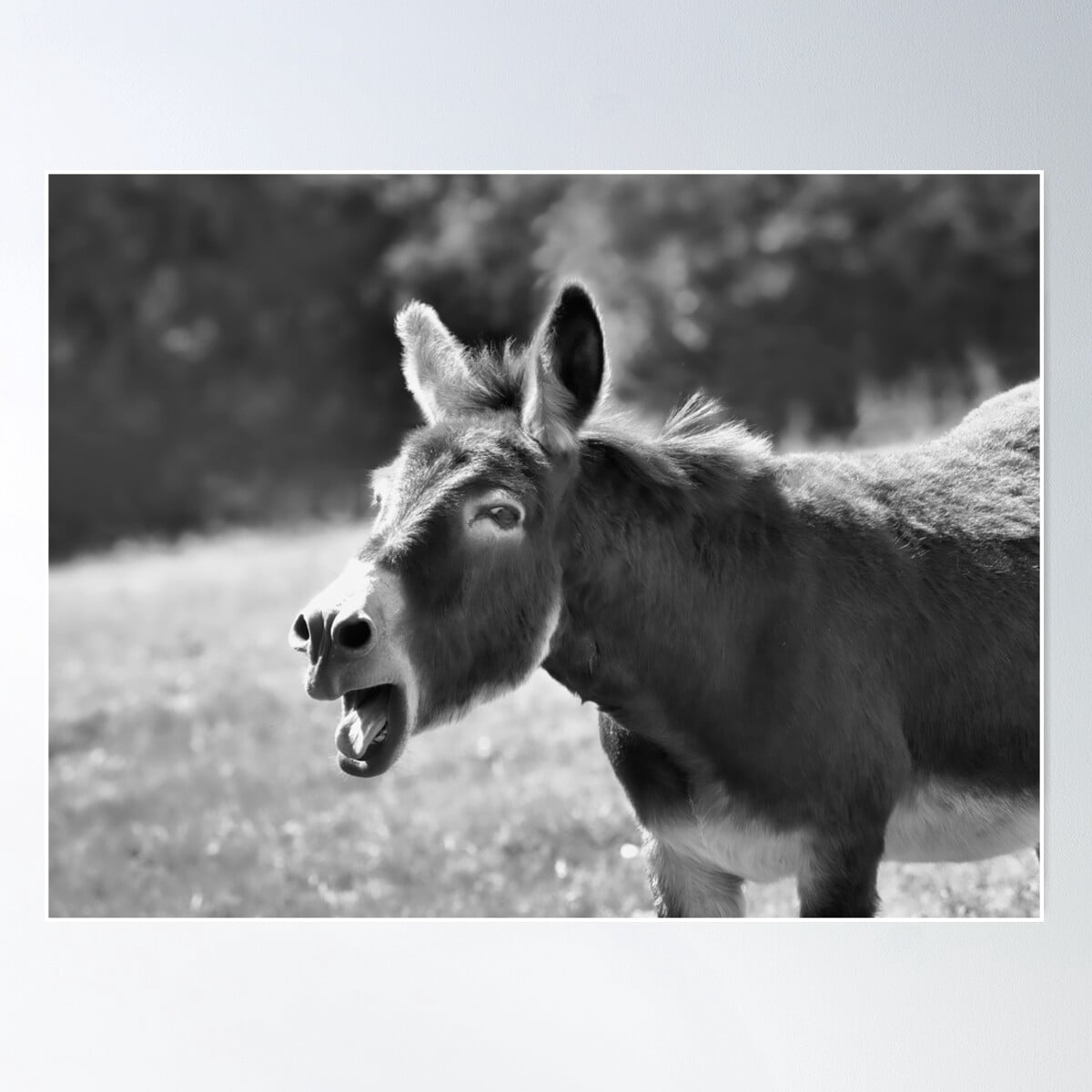 Braying Donkey In Monochrome Poster Wall Art, Modern Wall Decor For ...